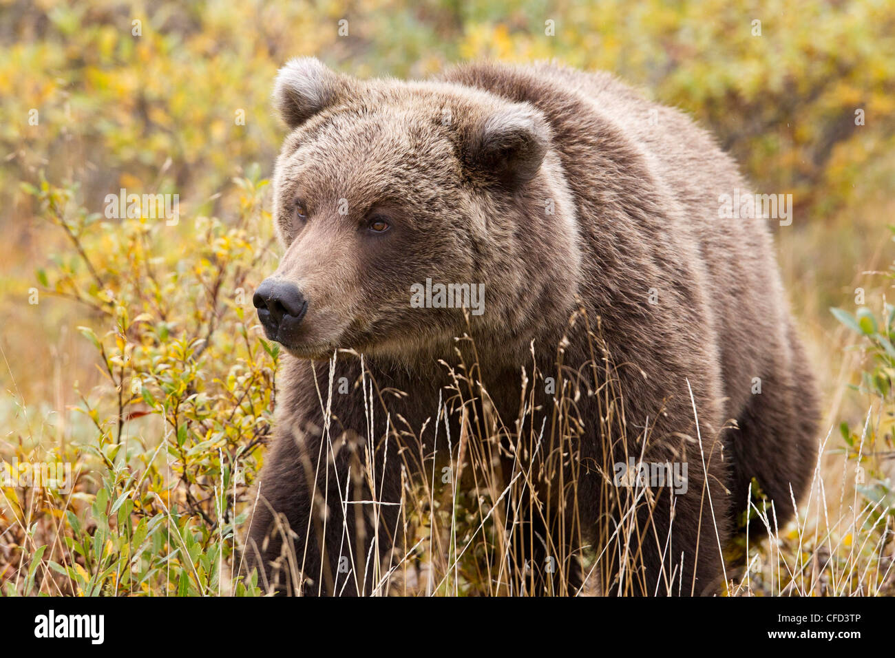 Grizzly bear (Ursus arctos horribills), in fall colour, Denali National ...