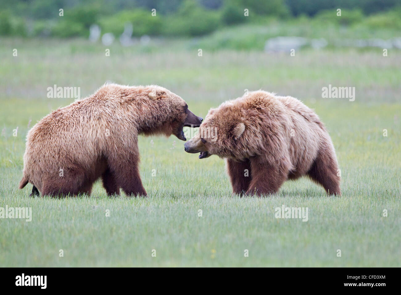 Grizzly bears/Alaskbrown bears Ursus arctos Stock Photo - Alamy