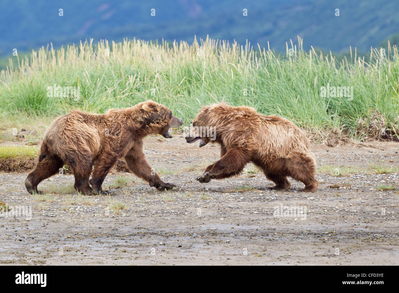 Grizzly bears/Alaskbrown bears Ursus arctos Stock Photo - Alamy