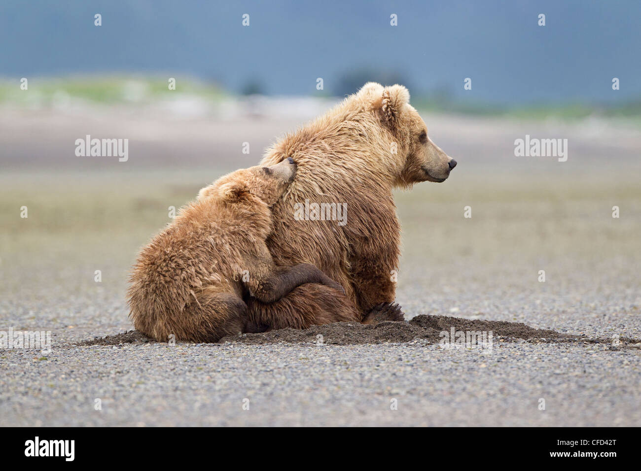 Two grizzly bears looking sideways hi-res stock photography and images ...