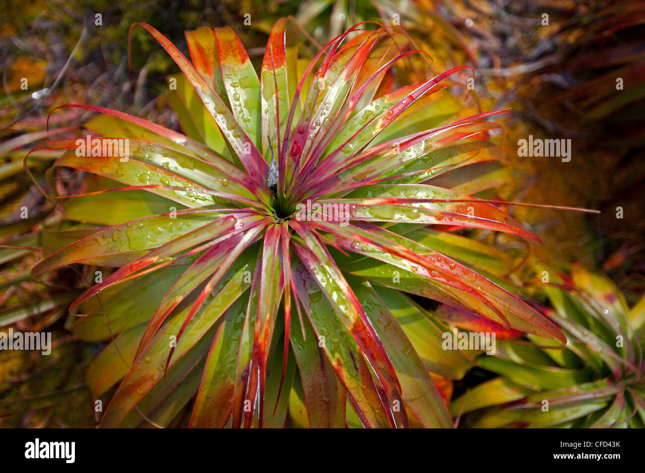 Pandani at Lake Myrtle Track, Walls of Jerusalem National Park, UNESCO ...