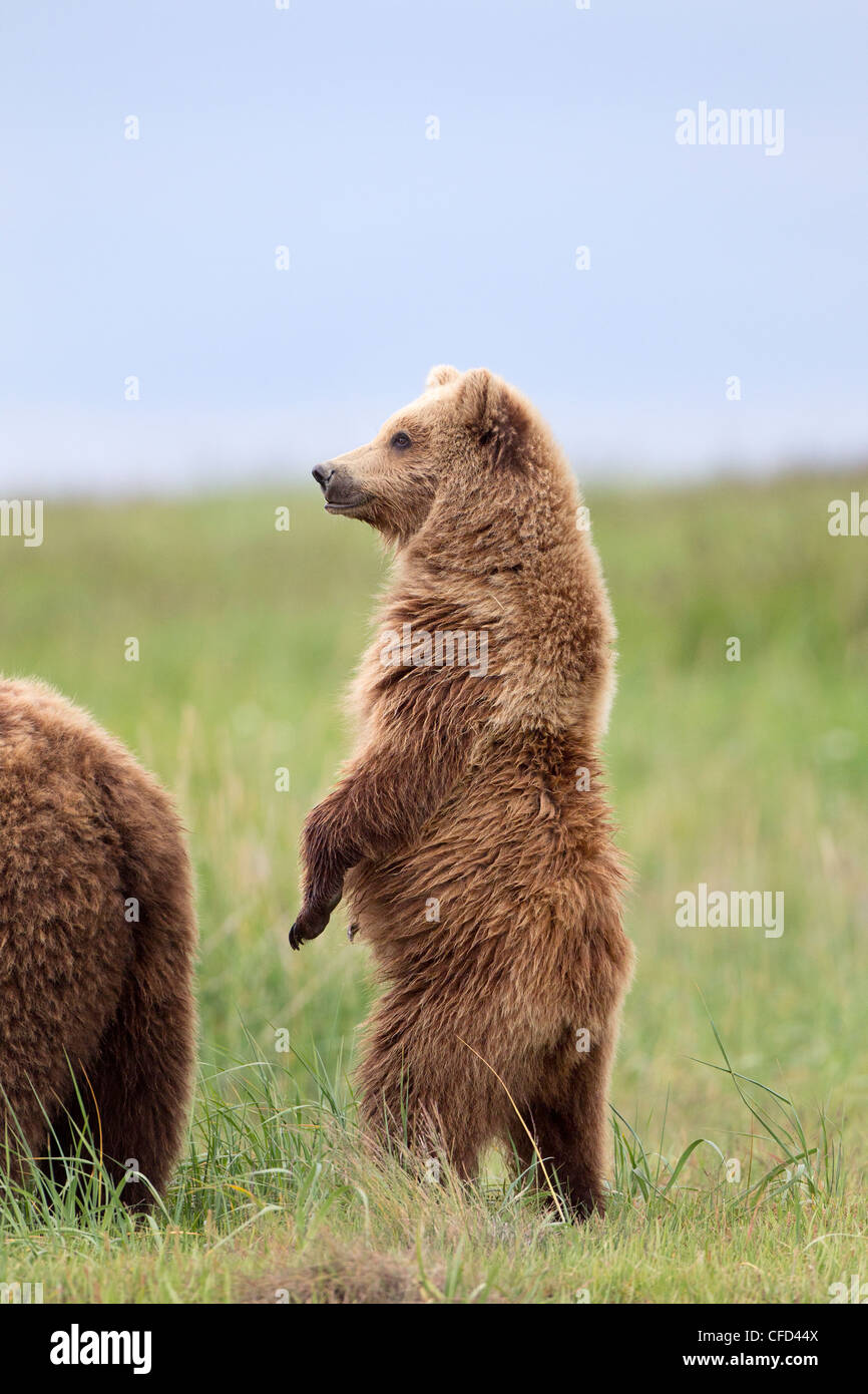 Two grizzly bears looking sideways hi-res stock photography and images ...