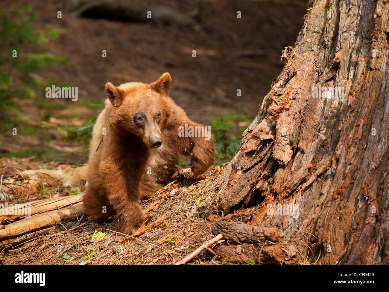 American,bear (Ursus americanus), Crescent Meadow trail, Sequoia ...