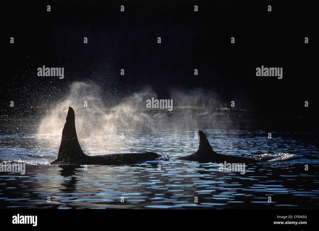 Pair mammals hi-res stock photography and images - Alamy