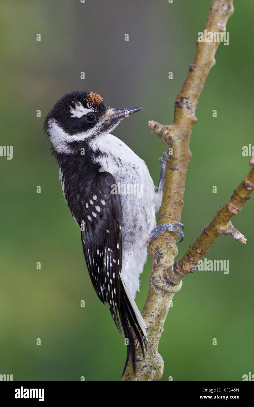 Juvenile hairy woodpecker hi-res stock photography and images - Alamy