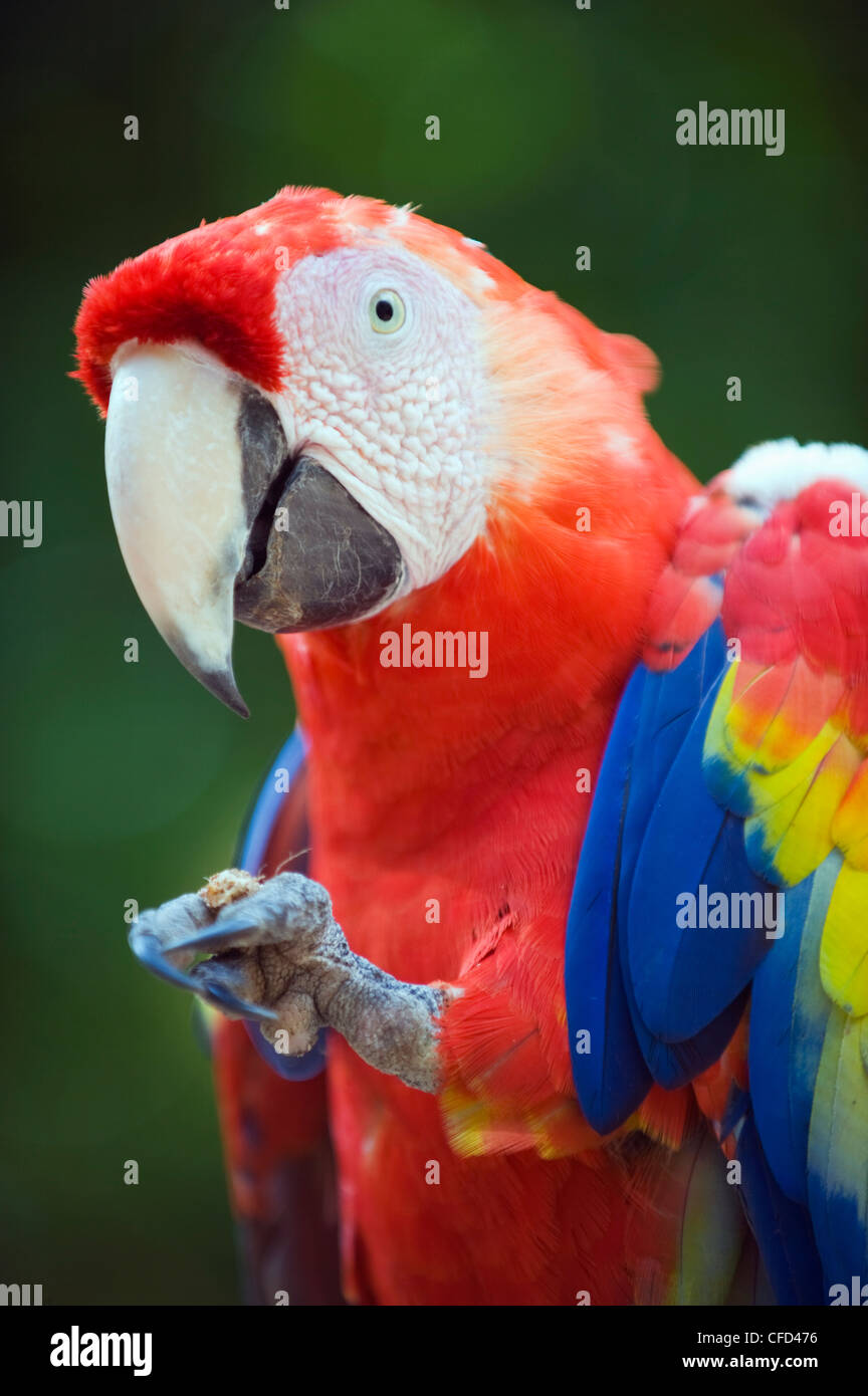 Macaw at Copan Ruins, Honduras, Central America Stock Photo - Alamy