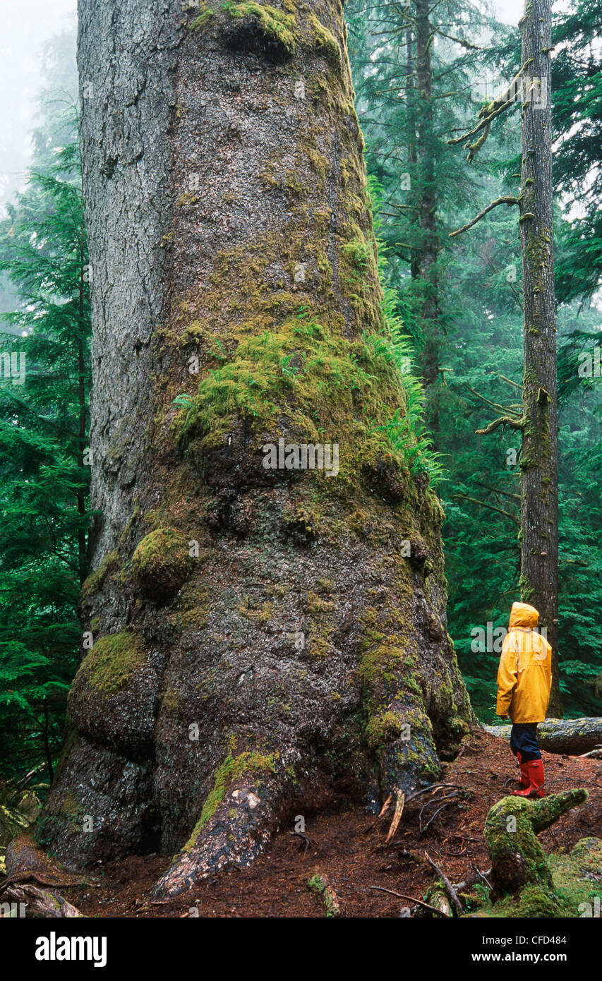 Queen Charlotte Islands - Hadia Gwaii - Windy Bay - visitor views huge ...