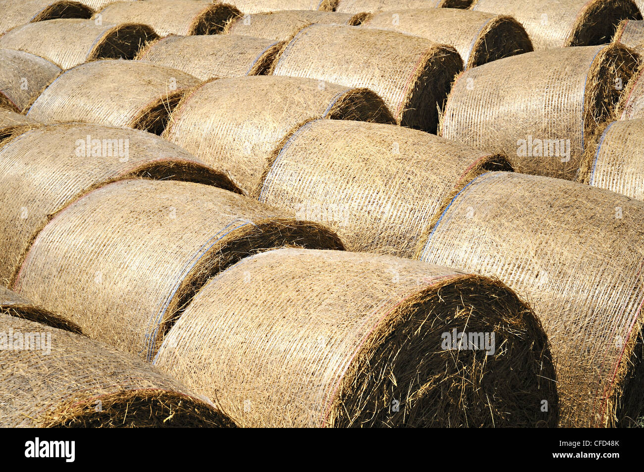 Forage Bales High Resolution Stock Photography and Images - Alamy