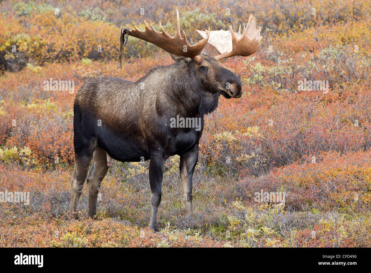 Alces alces gigas hi-res stock photography and images - Alamy