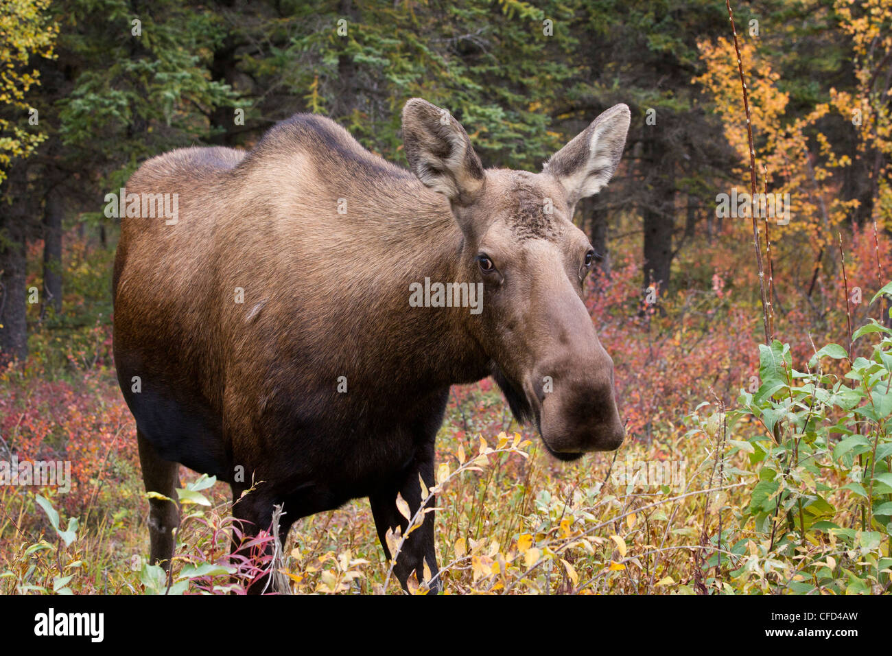 Moose (Alces alces gigas), cow, just south of Denali National Park ...