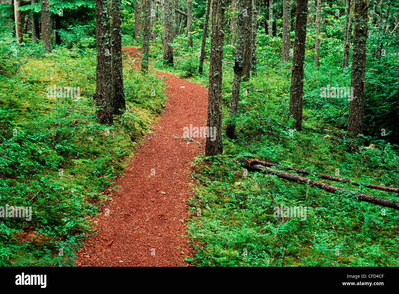 Manning Park, pathway through forest, British Columbia, Canada Stock ...