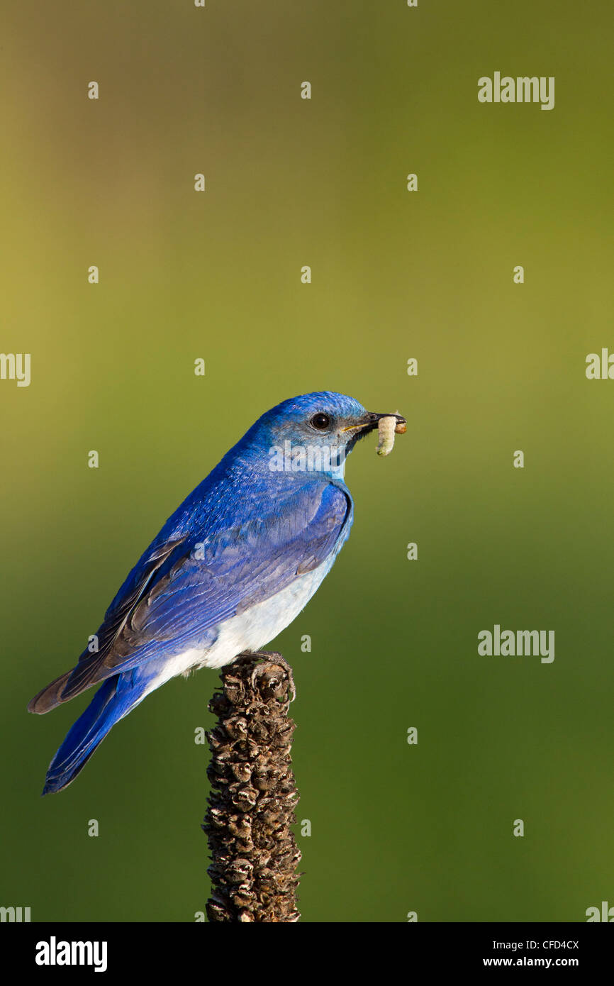 Mountain bluebird Sialicurrucoides male insect Stock Photo - Alamy