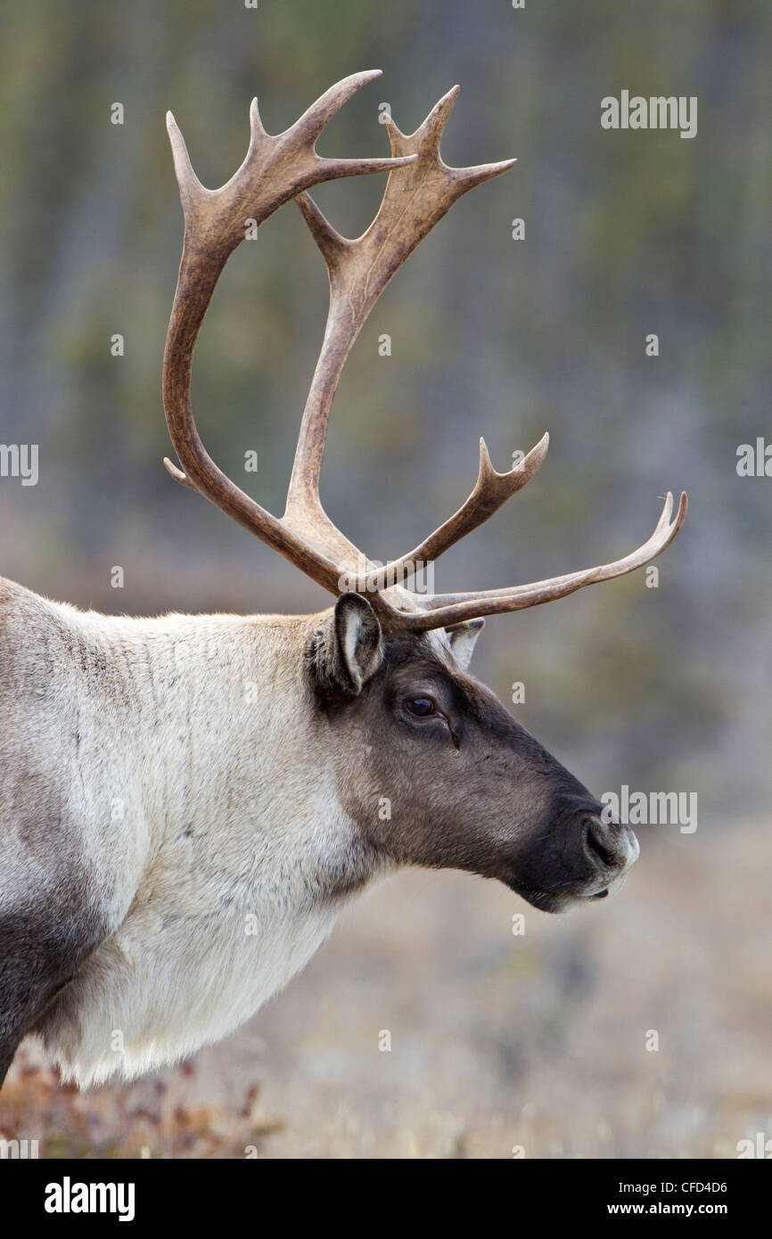 Mountain (woodland) caribou, (Rangifer tarandus caribou), bull, Muncho ...