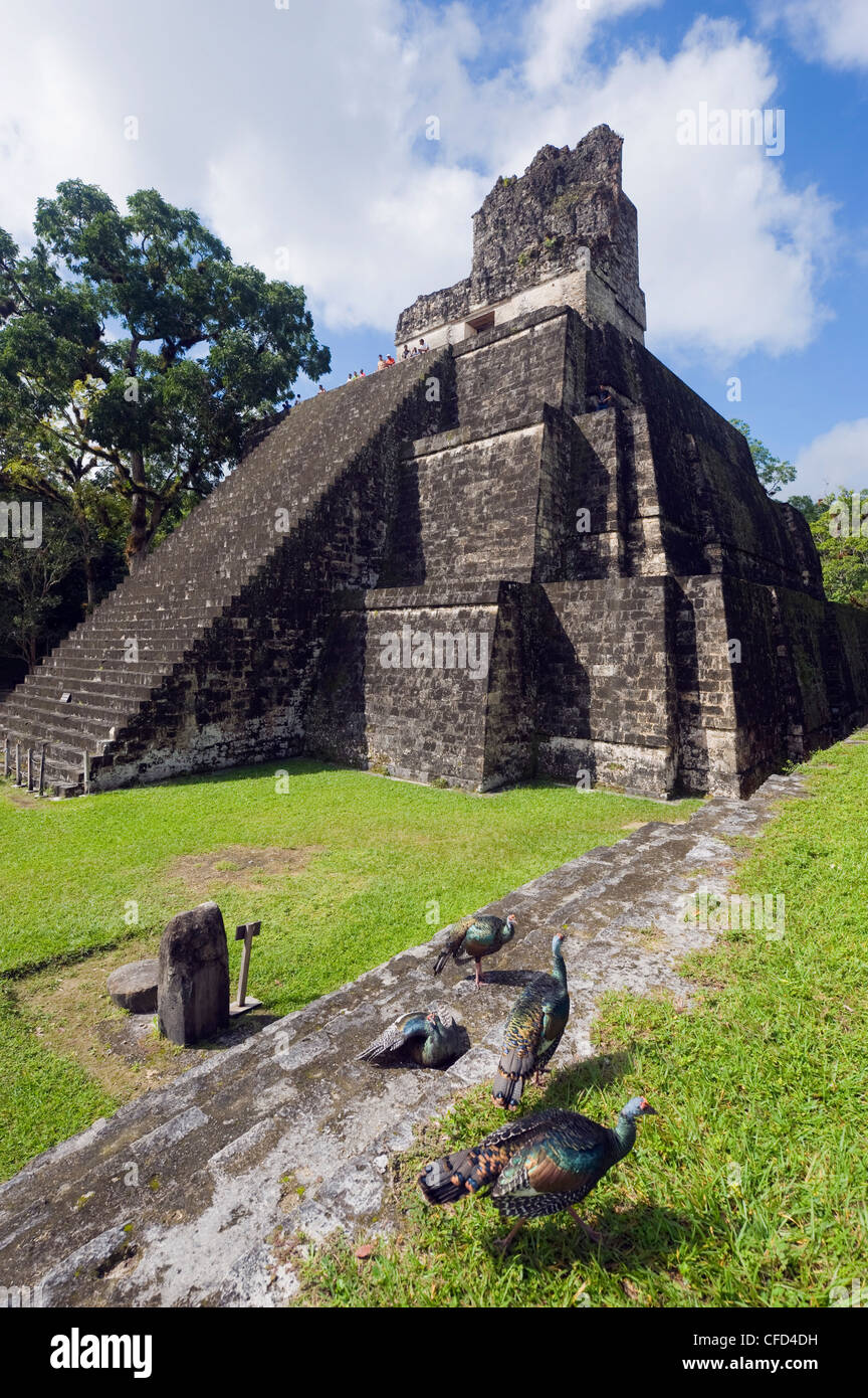 Turkeys at a pyramid in the Mayan ruins of Tikal, UNESCO World Heritage ...
