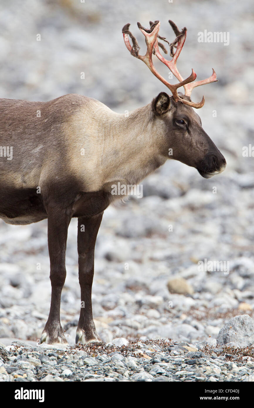 Mountain woodland caribou Rangifer tarandus Stock Photo - Alamy
