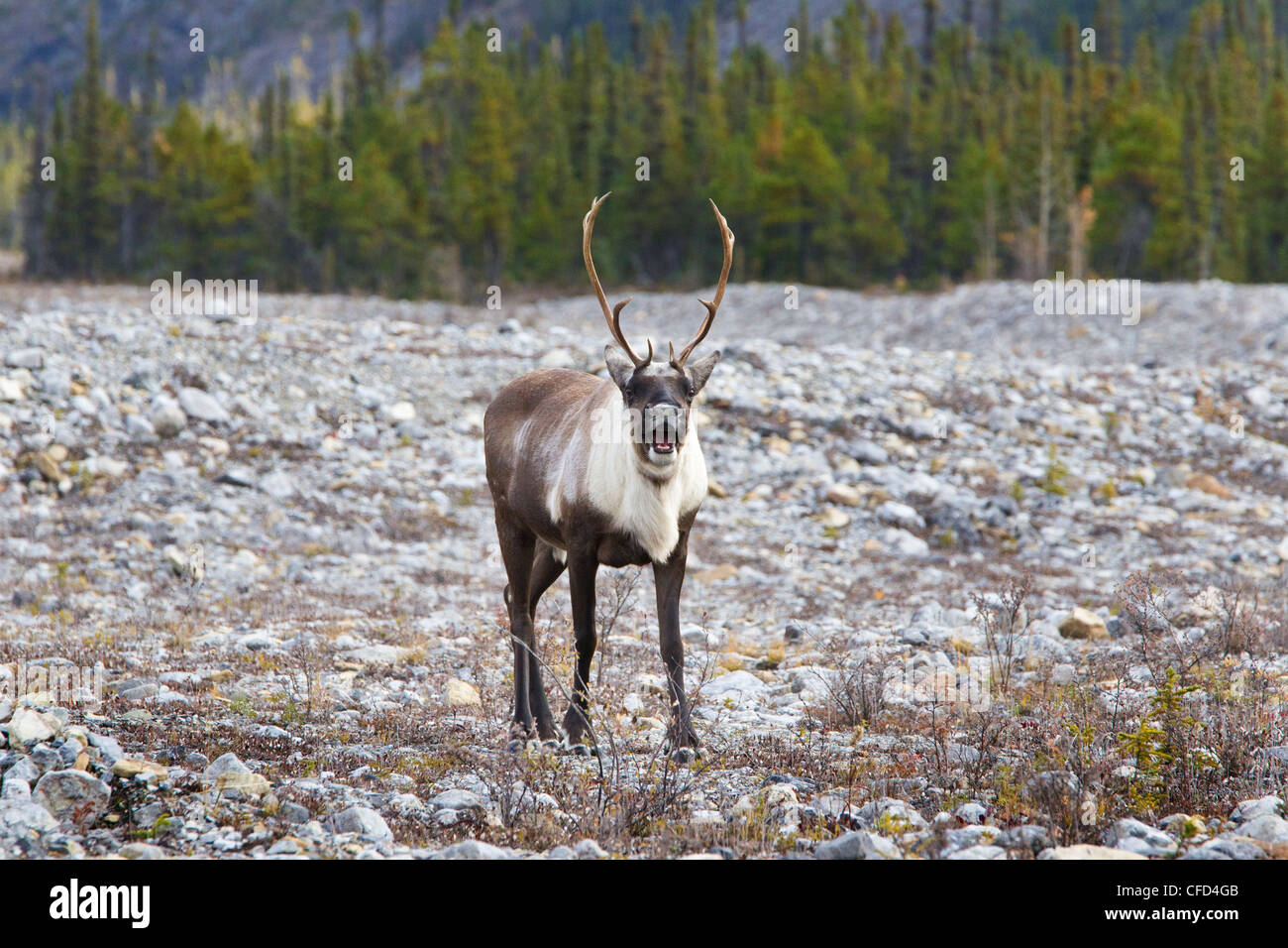 Mountain woodland caribou Rangifer tarandus Stock Photo - Alamy