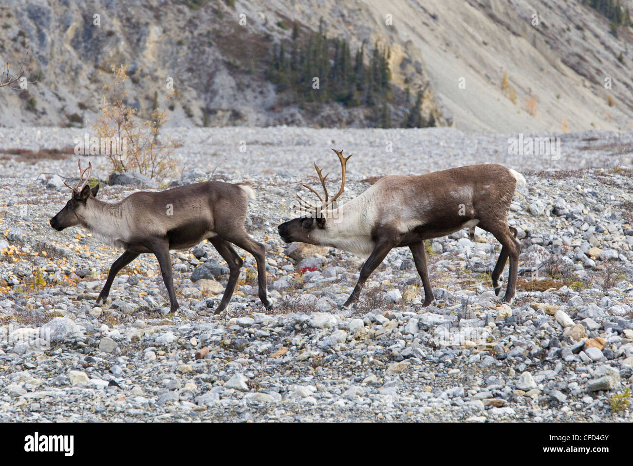 northern woodland caribou Rangifer tarandus Stock Photo - Alamy
