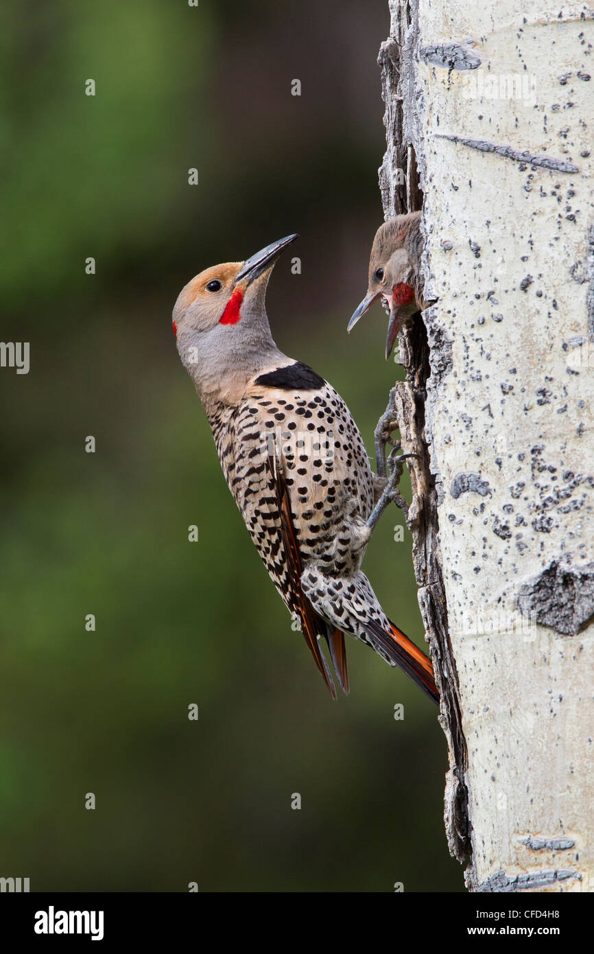 Baby northern flickers hi-res stock photography and images - Alamy