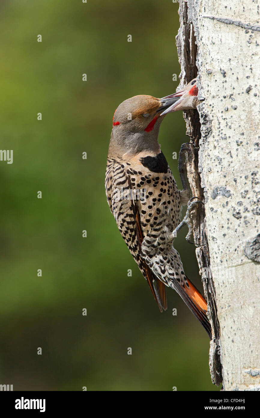 Baby northern flickers hi-res stock photography and images - Alamy