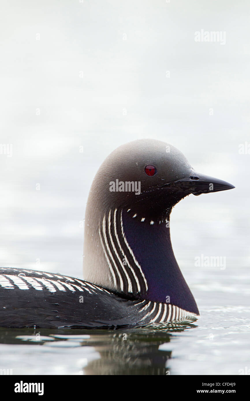 Pacific loon (Gavia pacifica), adult in breeding plumage, Goose Lake ...