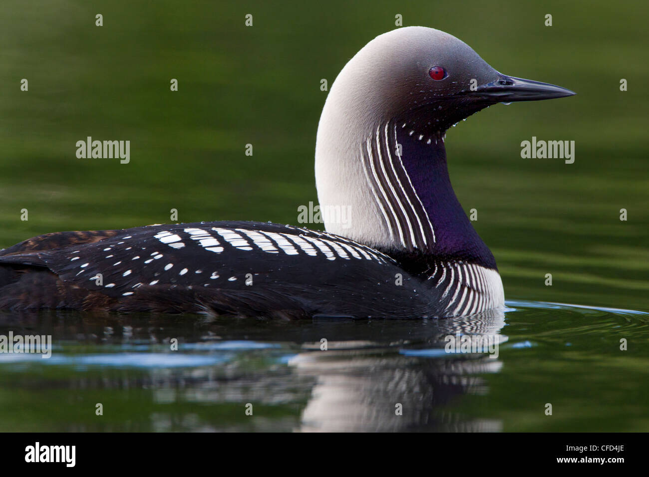 Pacific loon (Gavia pacifica), adult in breeding plumage, Goose Lake ...