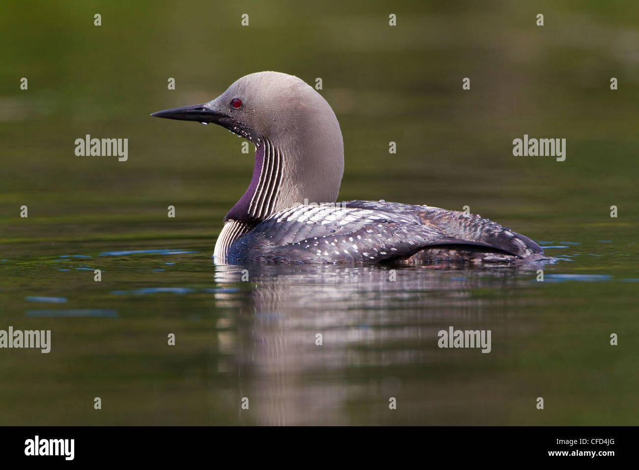 Pacific loon (Gavia pacifica), adult in breeding plumage, Goose Lake ...