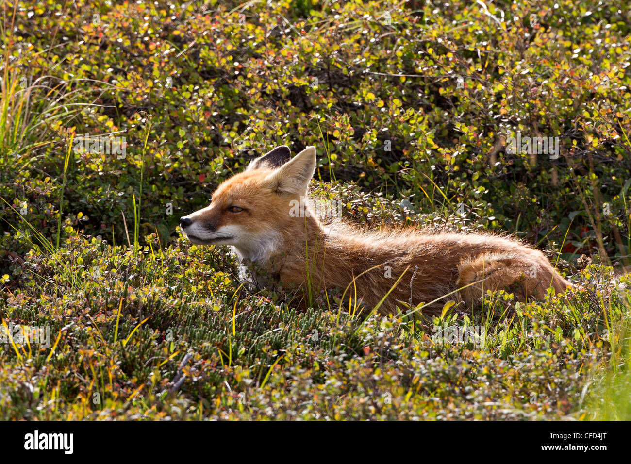 Red fox (Vulpes vulpes), Denali National Park, Alaska, United States of ...
