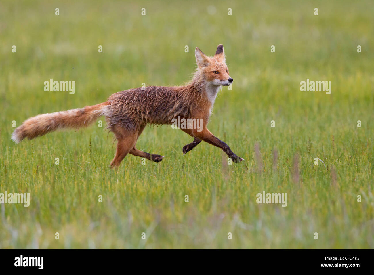 Red fox (Vulpes vulpes), running in the rain, Hallo Bay, Katmai ...