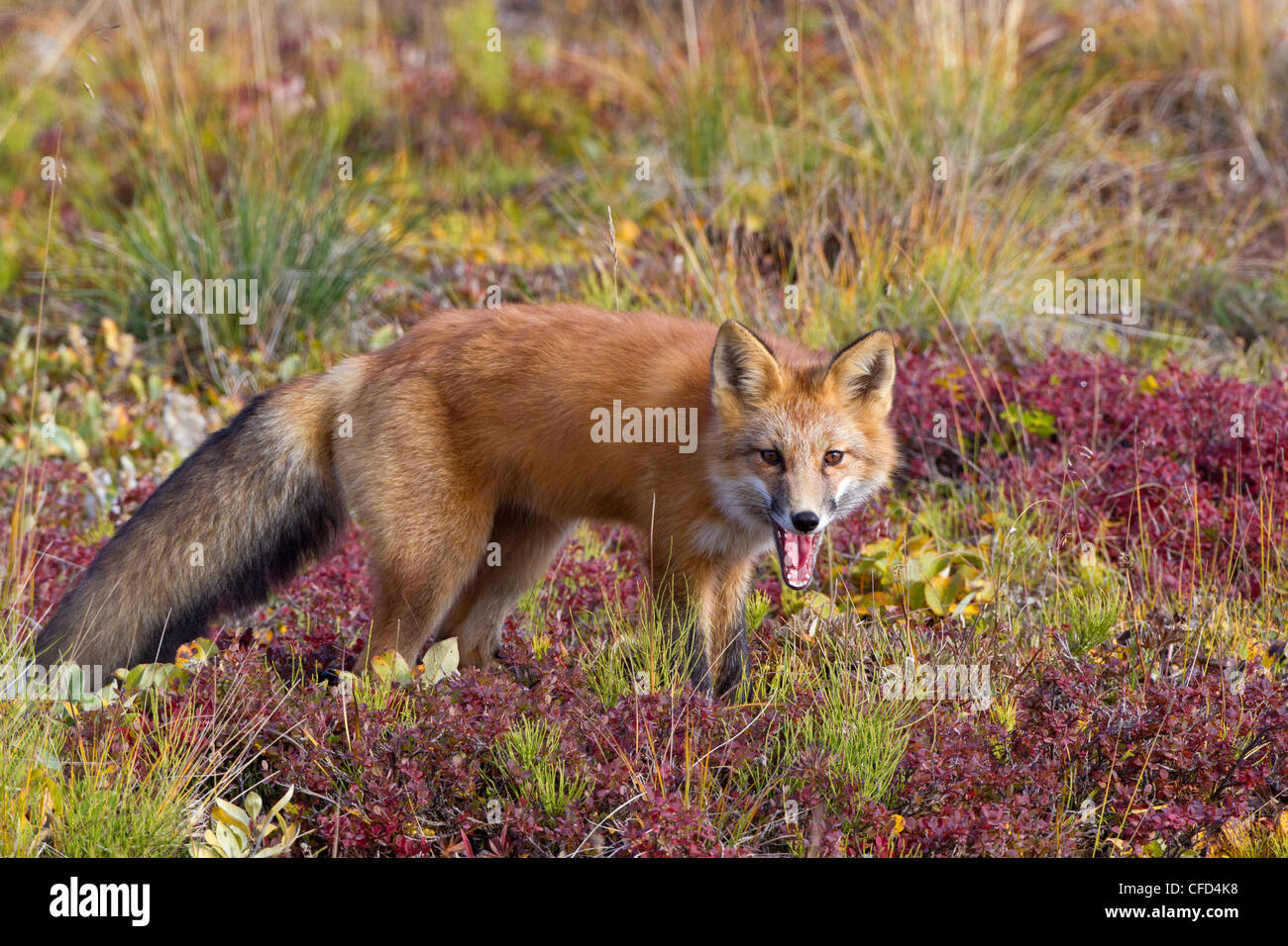 Red fox (Vulpes vulpes), on tundra in fall colour, Denali National Park ...