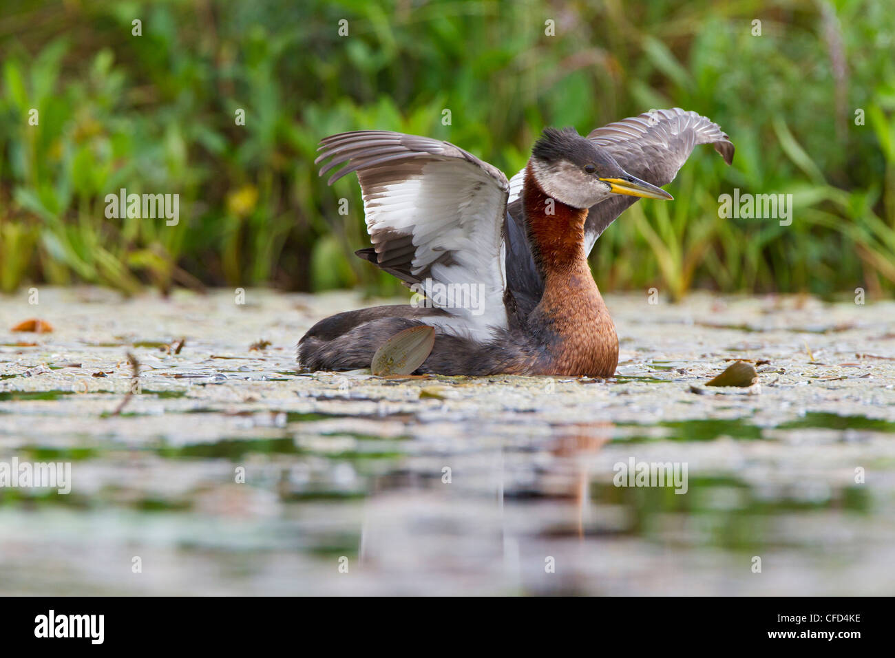 Red-necked grebe (Podiceps grisegena), wing stretching, Goose Lake ...