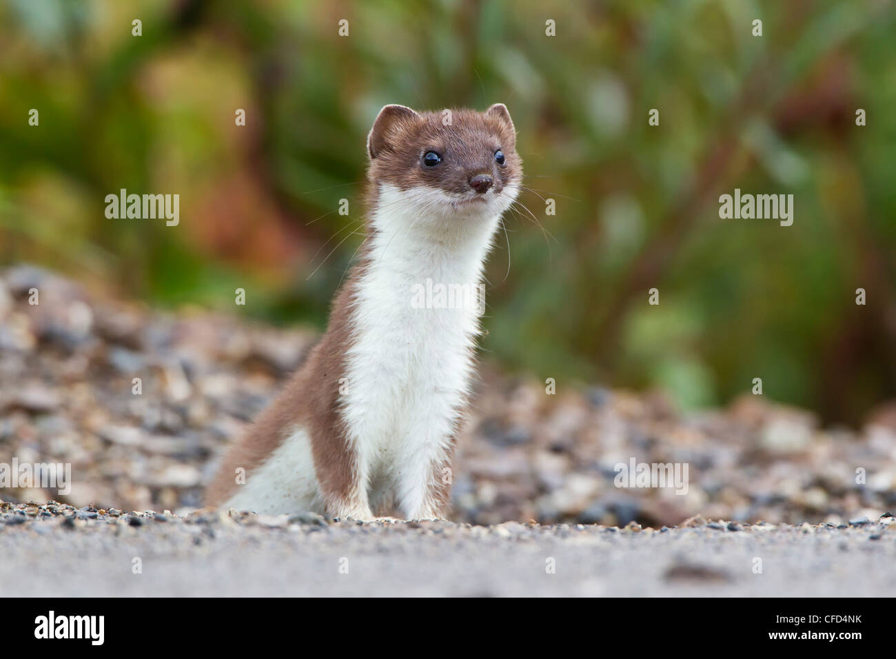 Short tailed weasels hi-res stock photography and images - Alamy