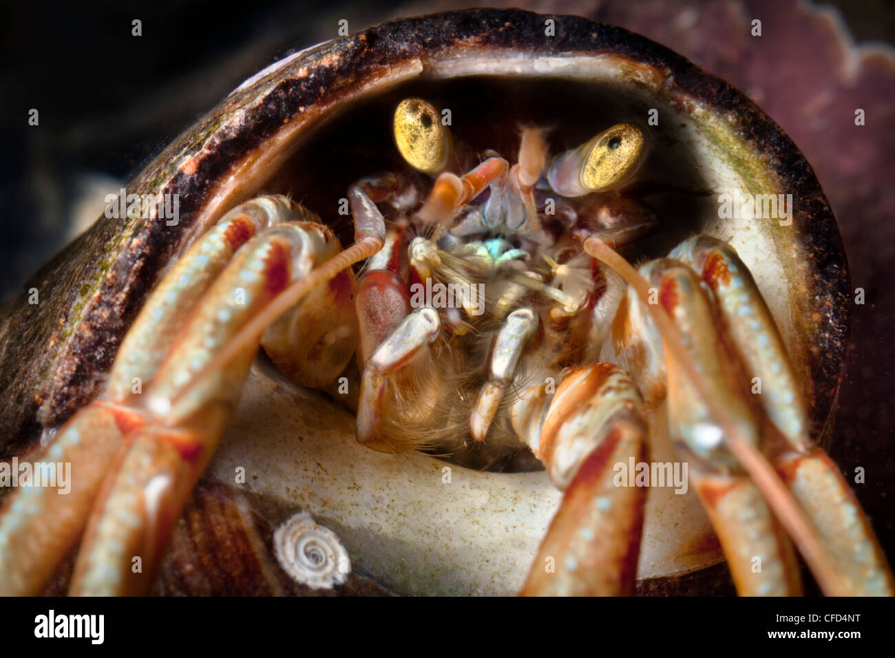 Crabs head hi-res stock photography and images - Alamy