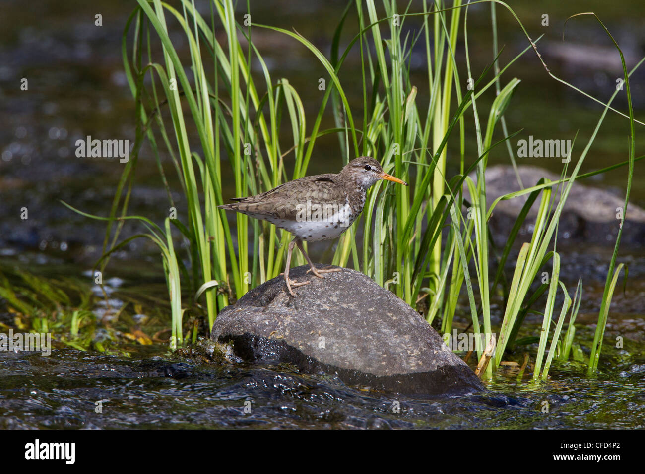 Spotted Sandpiper Actitis Macularia In Breeding Plumage Near Tunkwa