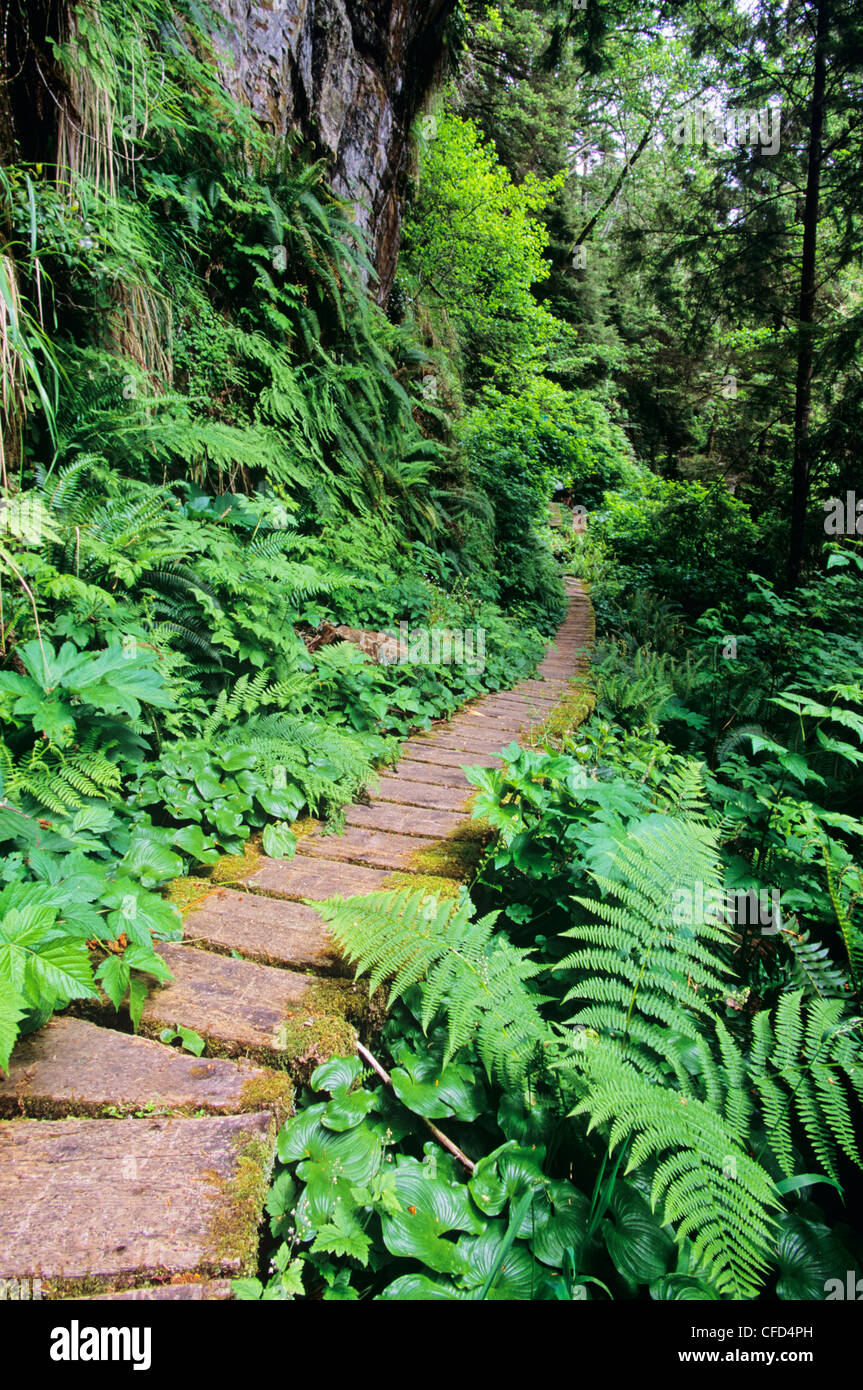 West Coast Trail, boardwalk path in fern forest, Vancouver Island ...