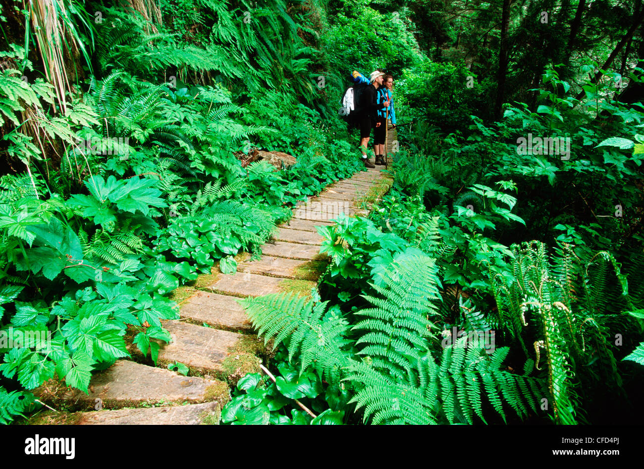 Pacific Rim National Park, West Coast Trail , ferns surround boardwalk ...