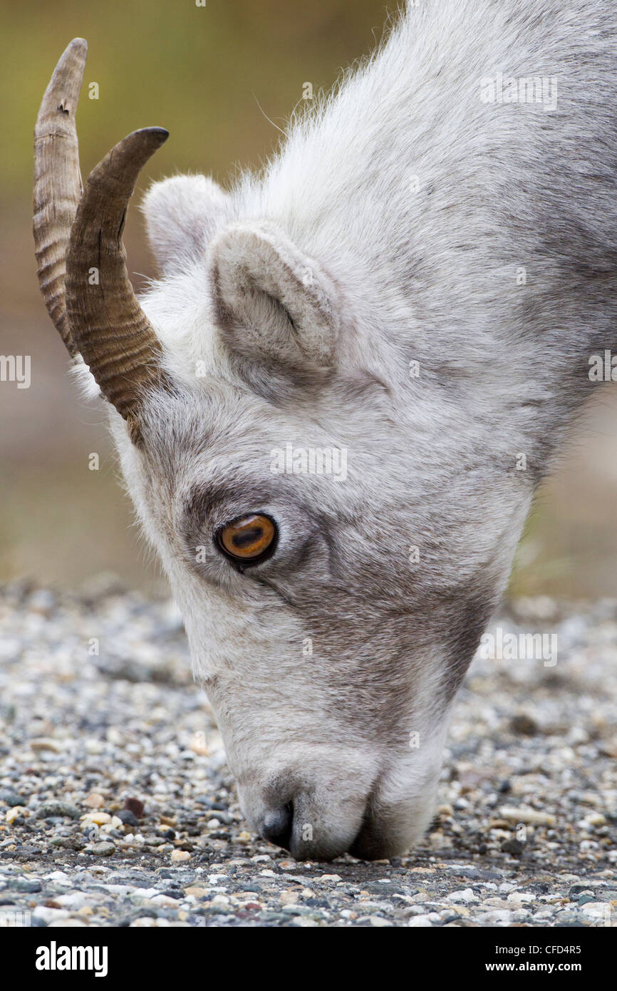 Stone sheep (Ovis dalli stonei), ewe, eating road salt along highway ...