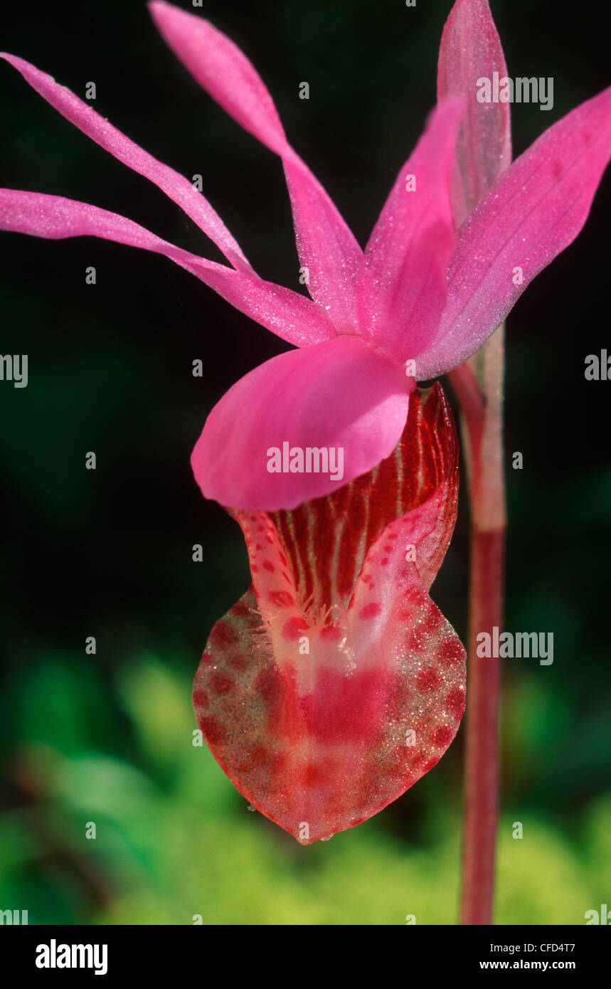 Calypso, Fairy Slipper (Calypso bulbosa), British Columbia, Canada ...