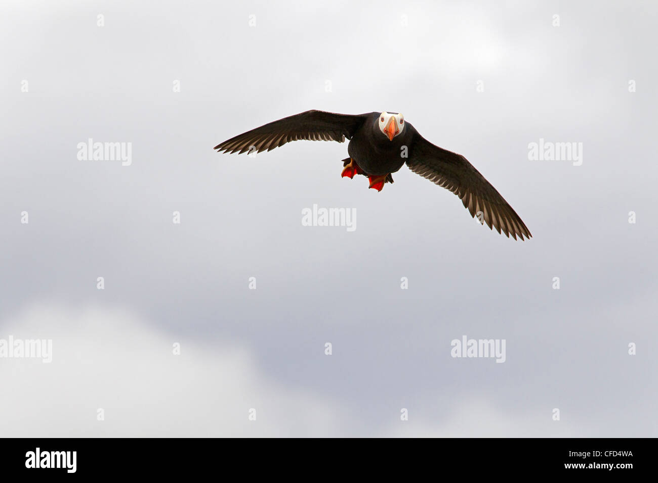 Tufted puffin (Fratercula cirrhata), adult in breeding plumage, in ...