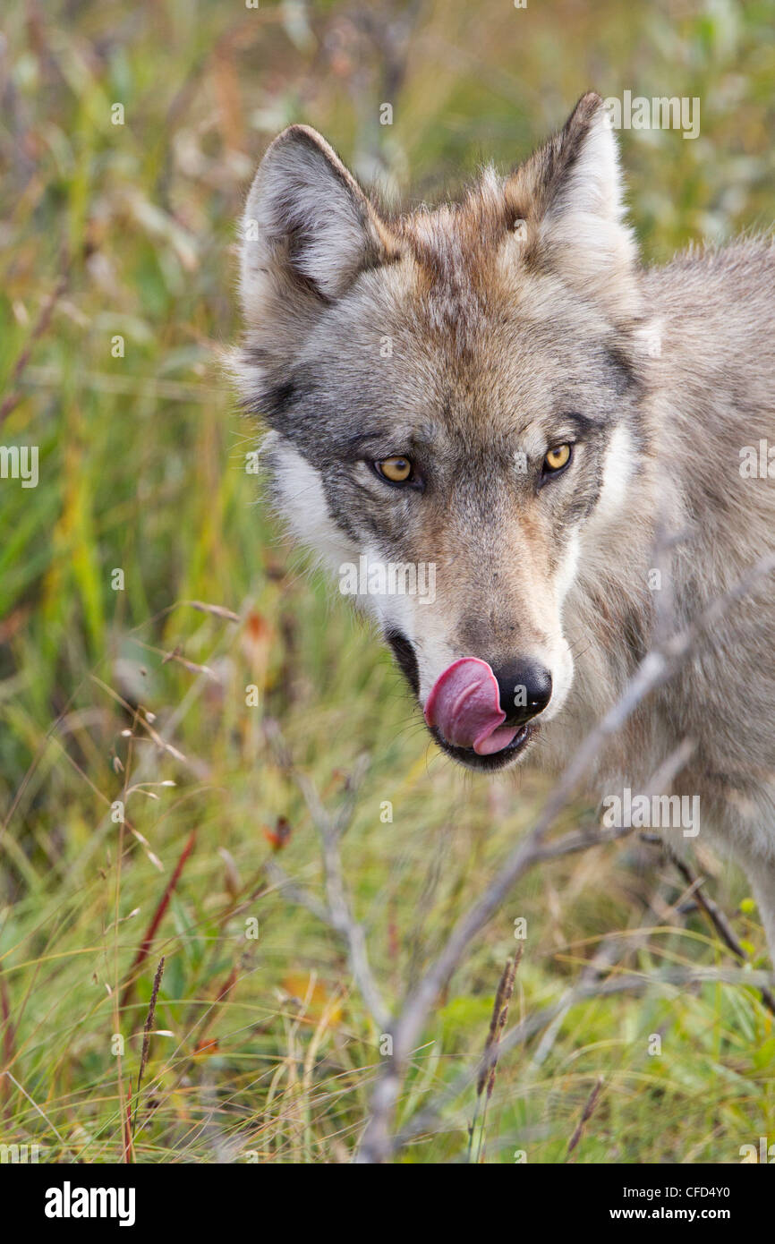 Wolf (Canis lupus), Denali National Park, Alaska, United States of ...