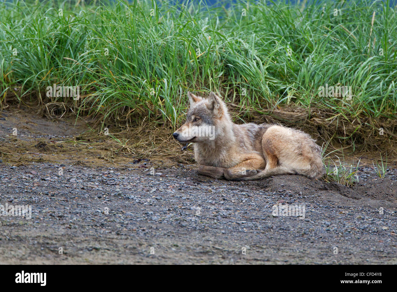 Wolf (Canis lupus), Hallo Bay, Katmai National Park, Alaska, United ...