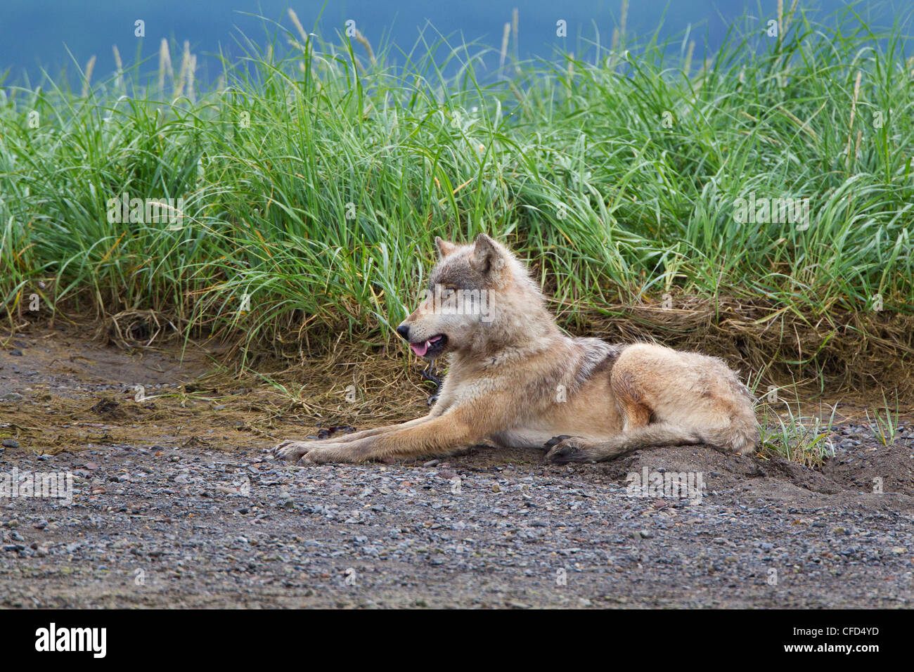 Wolf (Canis lupus), Hallo Bay, Katmai National Park, Alaska, United ...