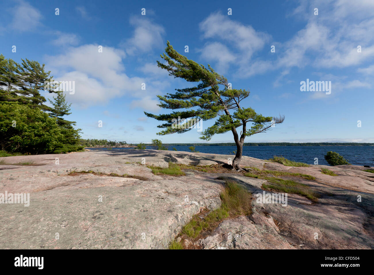 Wind Swept Pine Trees On Stock Photos & Wind Swept Pine Trees On Stock ...