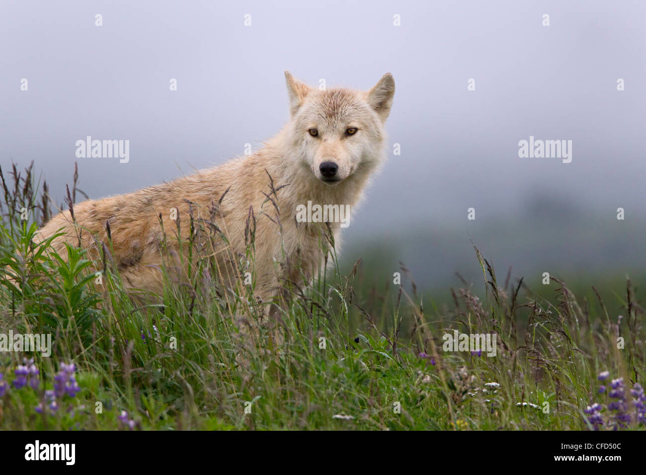 Wolf (Canis lupus), Hallo Bay, Katmai National Park, Alaska, United ...