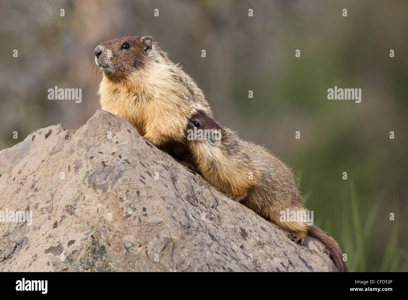 Female animal nursing young hi-res stock photography and images - Alamy