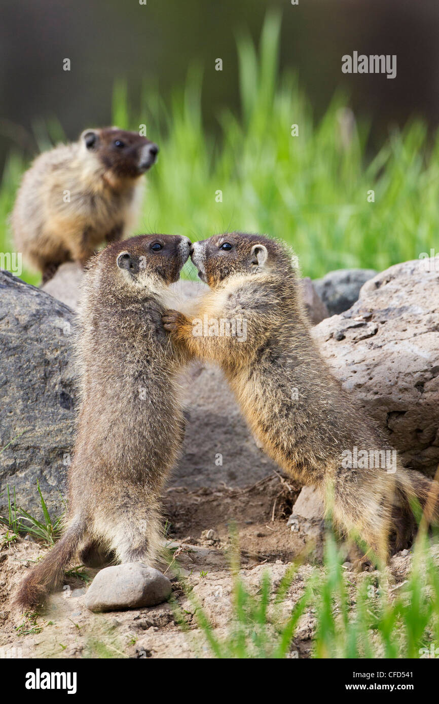 Yellow-bellied marmot (Marmota flaviventris), pups play wrestling, near ...