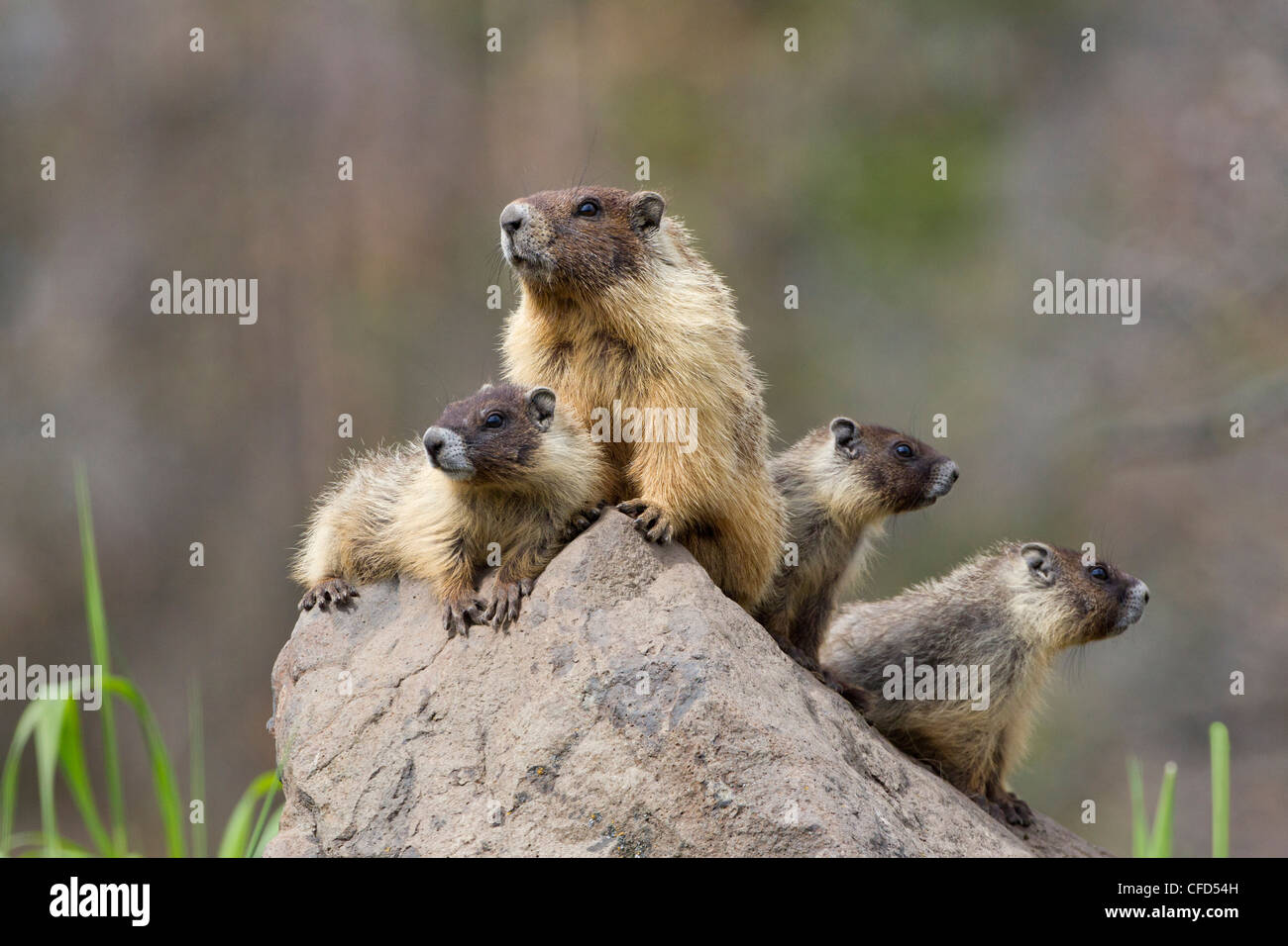 Yellow-bellied marmot (Marmota flaviventris), adult female and pups ...