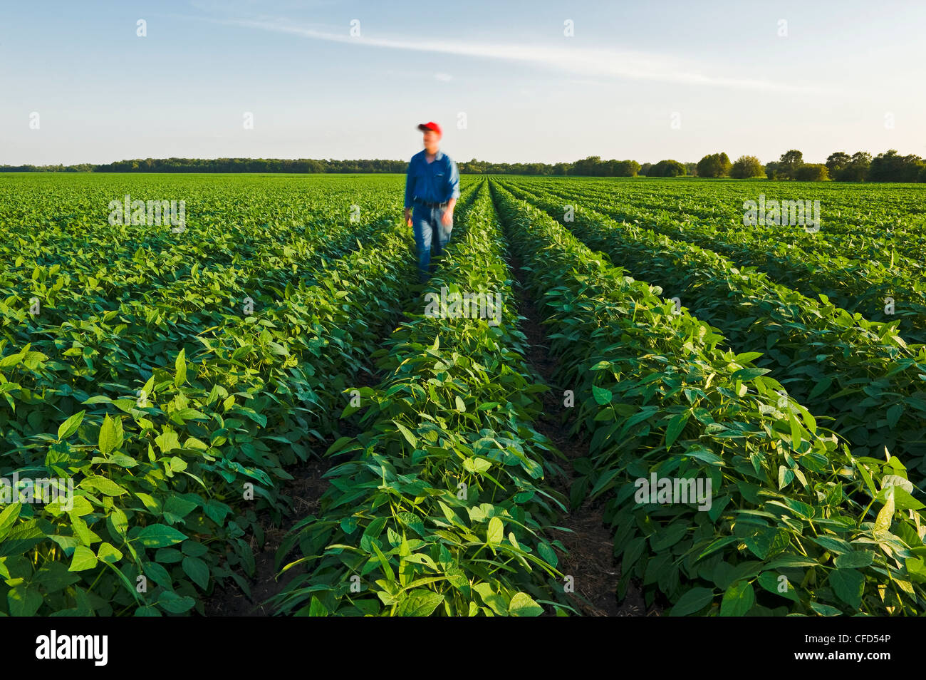 Mid growth soybean field hi-res stock photography and images - Alamy