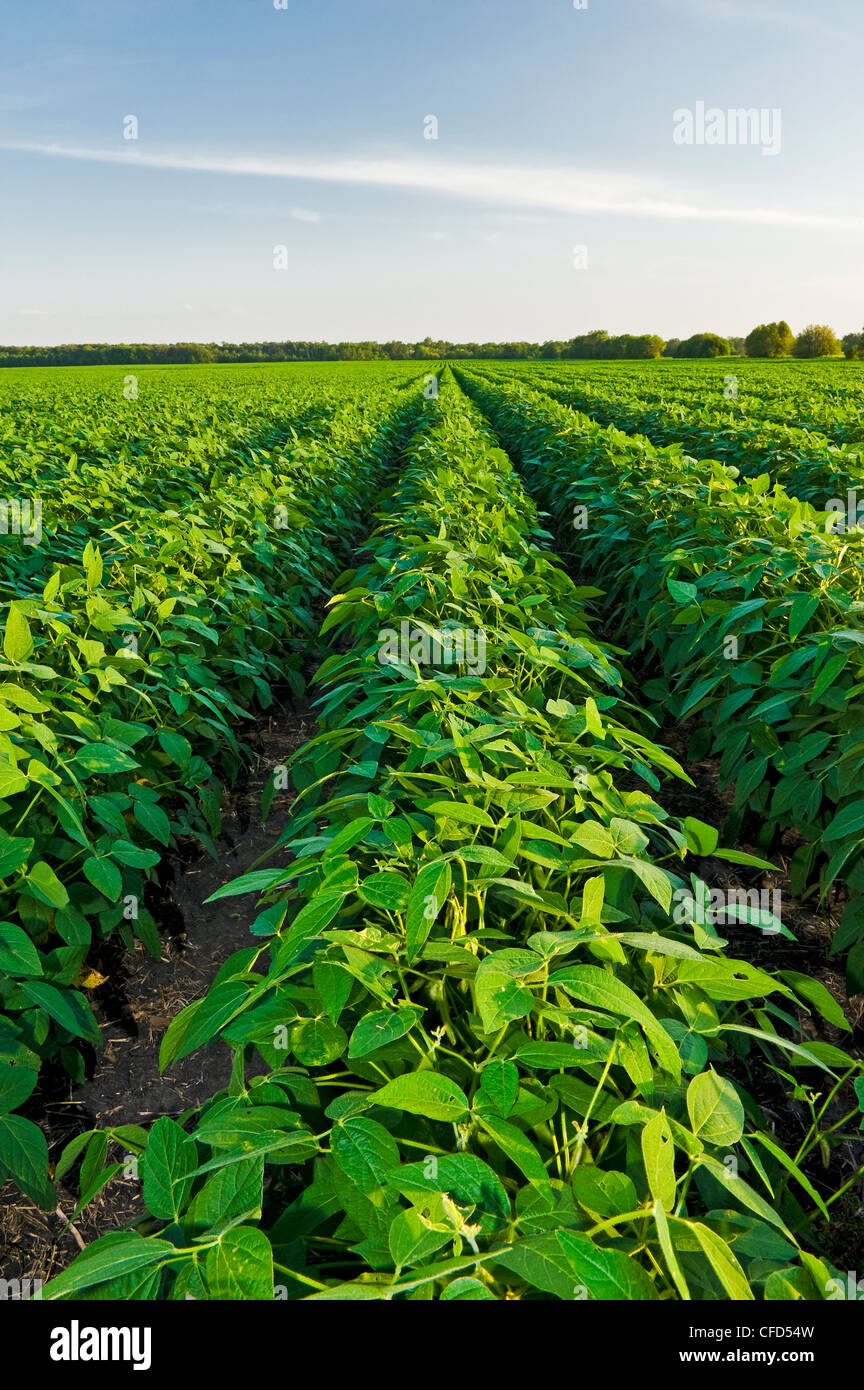 Mid growth soybean field, Manitoba, Canada Stock Photo - Alamy