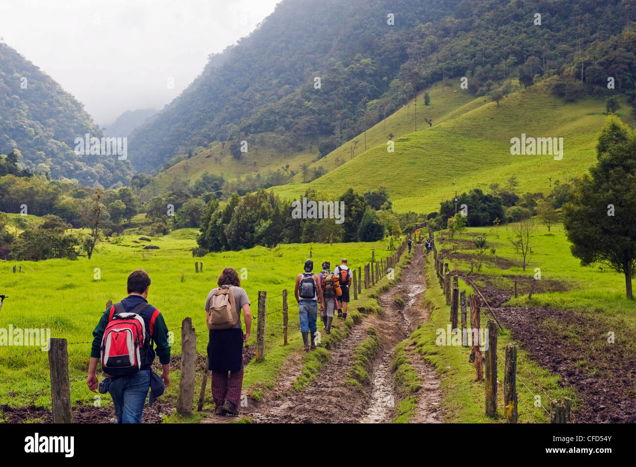 Hiking in Cocora Valley, Salento, Colombia, South America Stock Photo ...