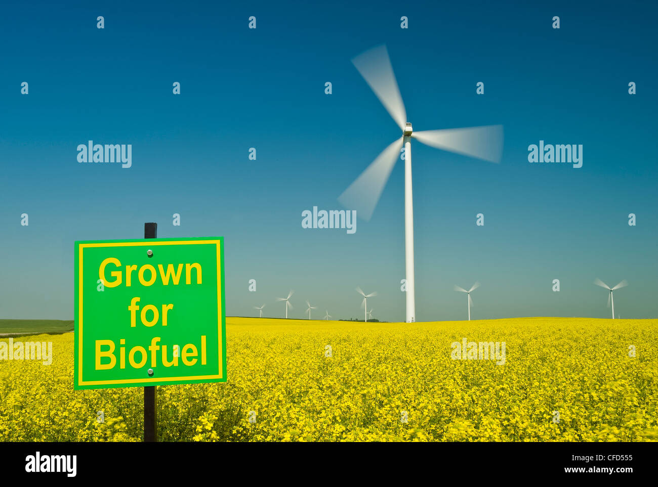 A biofuel sign in a bloom stage canola field with wind turbines in the ...